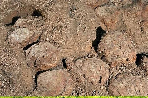 Dinosaur Egg Fossils C013 7359 Our Beautiful Wall Art And Photo Gifts