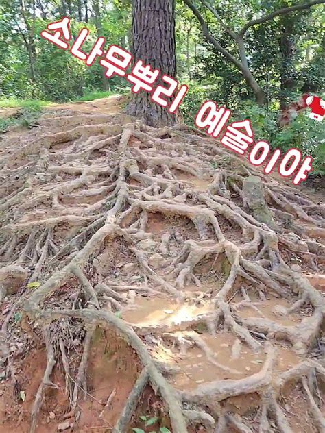 소나무 뿌리 예술이야 Youtube