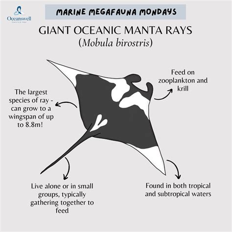 Manta Ray Anatomy Diagram External Anatomy