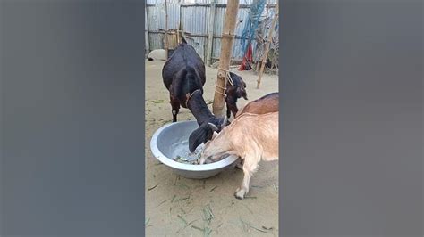 আমার ছোট্ট খামারে ছাগল। মা বাচ্চা এক সাথে। Goat Shorts Baagoatfarm Youtube