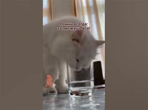 И никогда в себе не сомневайся!😻 - YouTube