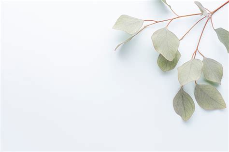 유칼립투스 구성 흰색 배경에 다양한 다채로운 꽃으로 만든 패턴 플랫 평지 스티일 라이프 0명에 대한 스톡 사진 및 기타 이미지 Istock