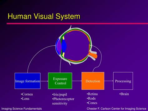 Ppt The Human Visual System Powerpoint Presentation Free Download