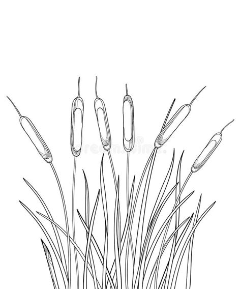 Swamp Grass Isolated Stock Illustrations 3515 Swamp Grass Isolated Stock Illustrations