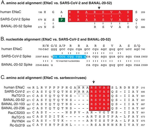 Sars Cov 2 Furin Cleavage Site Was Not Engineered Pnas