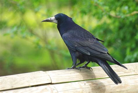 5 Species Of Black Birds With White Heads In The Uk Birdfyuk