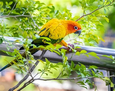 Image Masking Addons For Elementor Page Builder