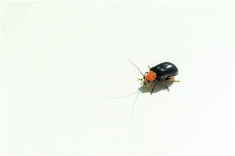 One Small Orangefaced Beetle With A White Background Black Cucurbit