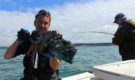 Bobs Big Westport Lingcod