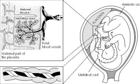 Nurn 218 Perfusion Complications Hypertensive Disorder Flashcards
