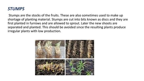 Propagation Of Pineapplepptxxxxxxx Pineappleeee Pptx