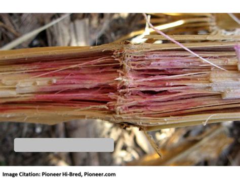 Plp 408 Final Flashcards Quizlet
