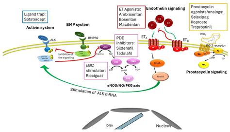 Sotatercept A Crosstalk Between Pathways And Activities In The