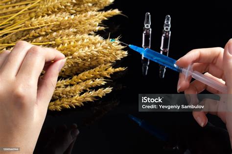인체에 제초제와 살충제의 해 화학 물질과 앰플이있는 주사기가 밀 귀가있는 테이블에 놓여 있습니다 Gmo에 대 한 밀 및 곡물