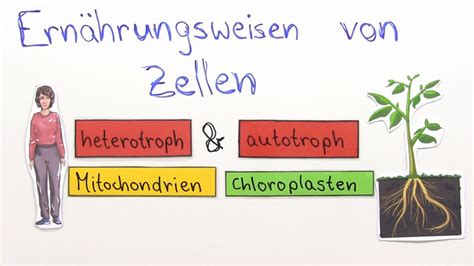 Was Ist Der Stoffwechsel Bei Pflanzen Und Tieren Einfach Erklärt