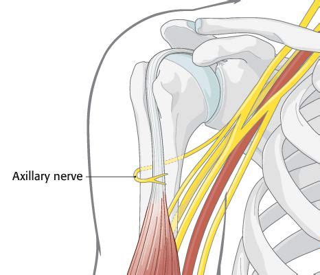 Axillary Nerve