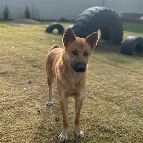 Storm 16 Mo Dingo Hybrid Medium Male Dingo Mix Dog In Nsw Petrescue