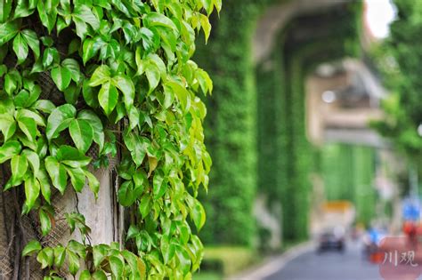 C视频 春日好颜色！成都二环高架桥下又现童话般绿色长廊四川在线