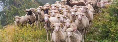 Improving The Inference Of Sibling Autonomous Systems Apnic Blog