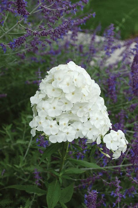 Phlox Paniculata David Romence Gardens And Greenhouses