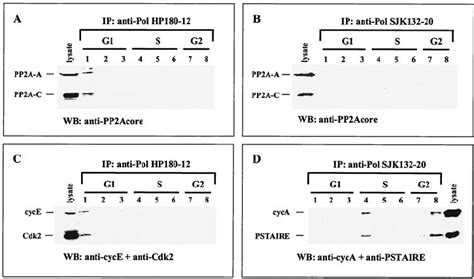 Pol Prim Populations Interact With Pp2a And Cdks In A Cell