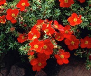 Лапчатка Ред Айс, посадка и уход. Лапчатка Ред Айс: описание, посадка и ...