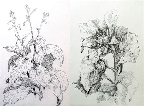 Scetch Flowers On Behance