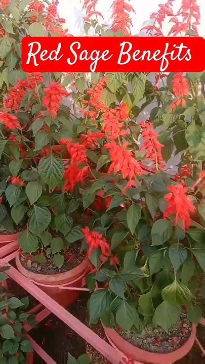 Red Sage Benefits Gardening Scarlet Sage Youtube
