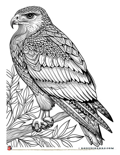 Sharp Tailed Hawk Coloring Page Robin Colors