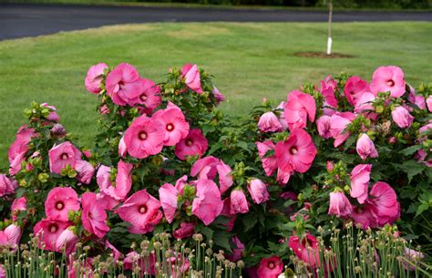 16 Best Hardy Hibiscus Plants American Gardener