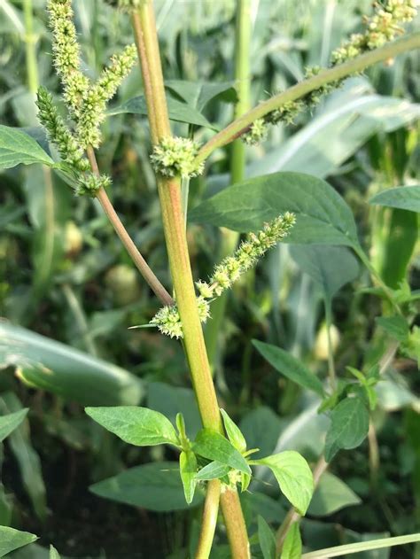 Do You Seek Graduate Training And Have An Interest In Weed Genetics And Adaptation If So Please