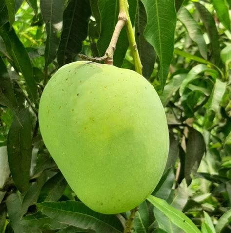 Mango Database Anwar Ratol