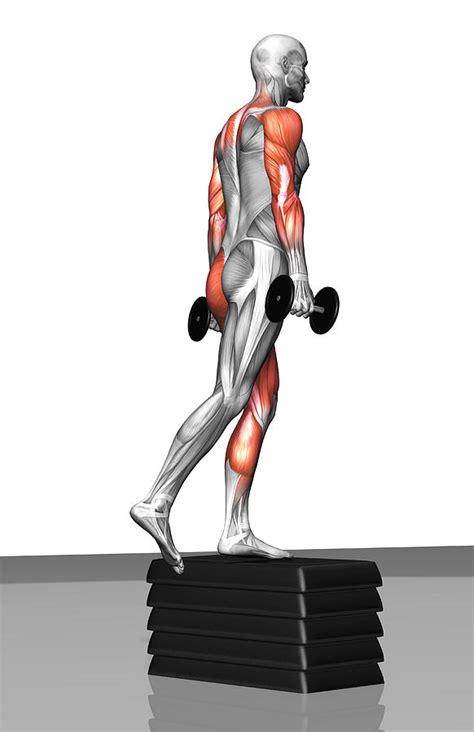 Dumbbell Step Up Exercise Part Of By MedicalRF