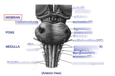 midbrain diagram quizlet