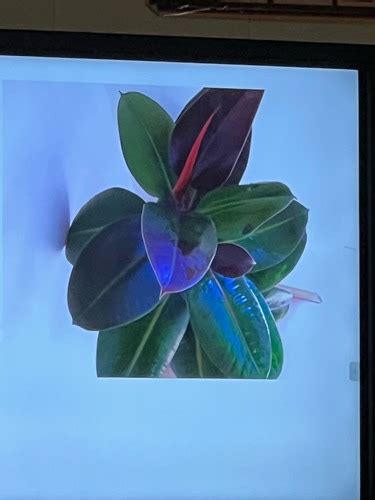 Plant Quiz 8 Flashcards Quizlet