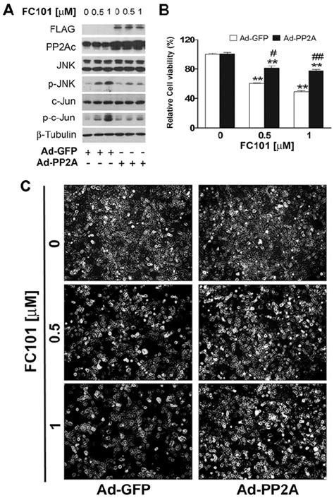 Overexpression Of Pp2a Partially Prevents Fc101 Induced Jnk Activation