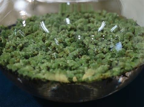 เกษตรฯ หนุนใช้ “แหนแดง” สารพัดประโยชน์ด้านเกษตร สถานีวิทยุกระจายเสียง