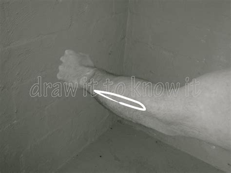 Gross Anatomy Glossary Extensor Carpi Ulnaris Ditki Medical And Biological Sciences