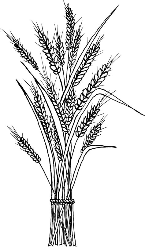 Wheat Drawing Wheat Tattoo Coloring Pages