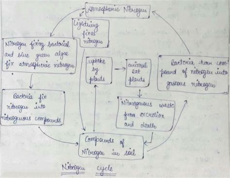 Schematic Representation Of Nitrogen Cycle