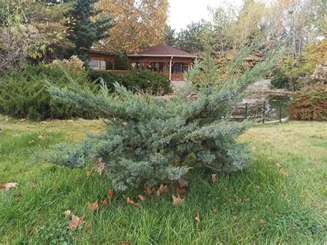 Types Of Cedar Trees Exploring Species And Characteristics