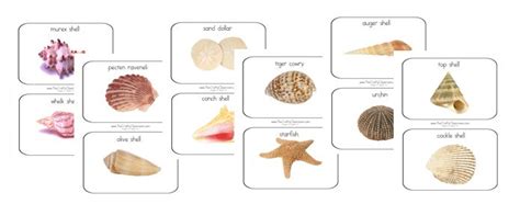Printable Shell Sorting Mat Sea Shells Ocean Crafts Homeschool