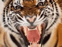 White Tiger Roar 