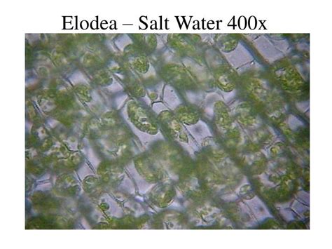 Ppt Elodea Tap Water 400x Powerpoint Presentation Id5659290