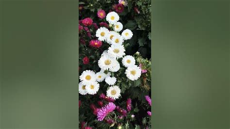 White Sevanthi Flower Flowers Kannada Youtube