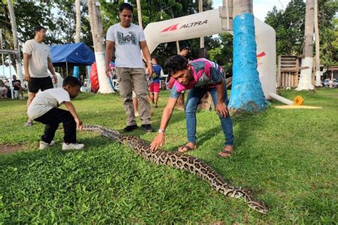 python in medina r mindanaonews