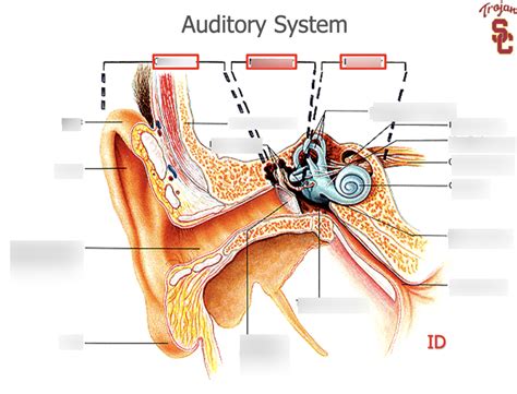 Auditory System Terms Definitions For Computer Science Flashcards Quizlet