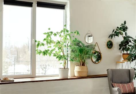 Premium Photo Green Corner With Plants In The Interior Of The House