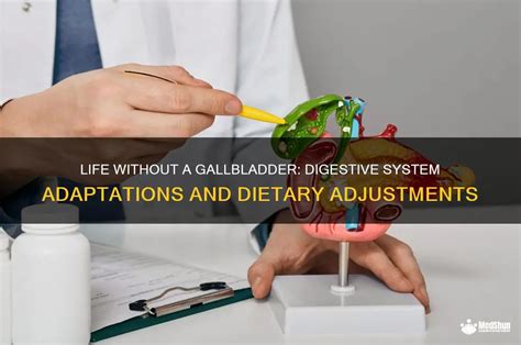 Life Without A Gallbladder Digestive System Adaptations And Dietary
