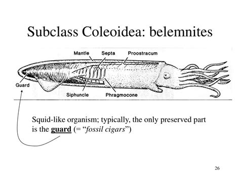Ppt Phylum Mollusca Stuff To Know Powerpoint Presentation Free